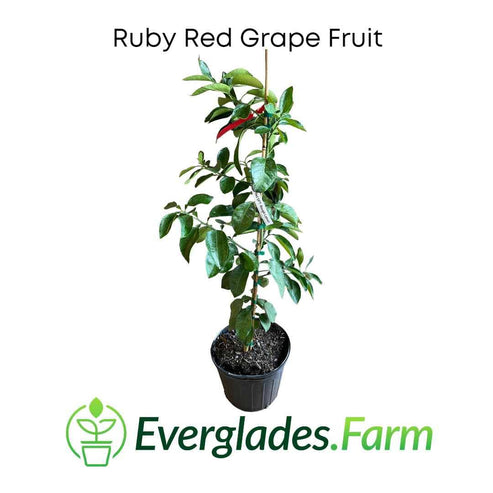 Ruby Red Grapefruit Tree Grafted – Everglades Farm