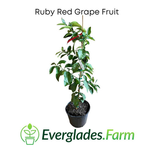 how big does a ruby red grapefruit tree get