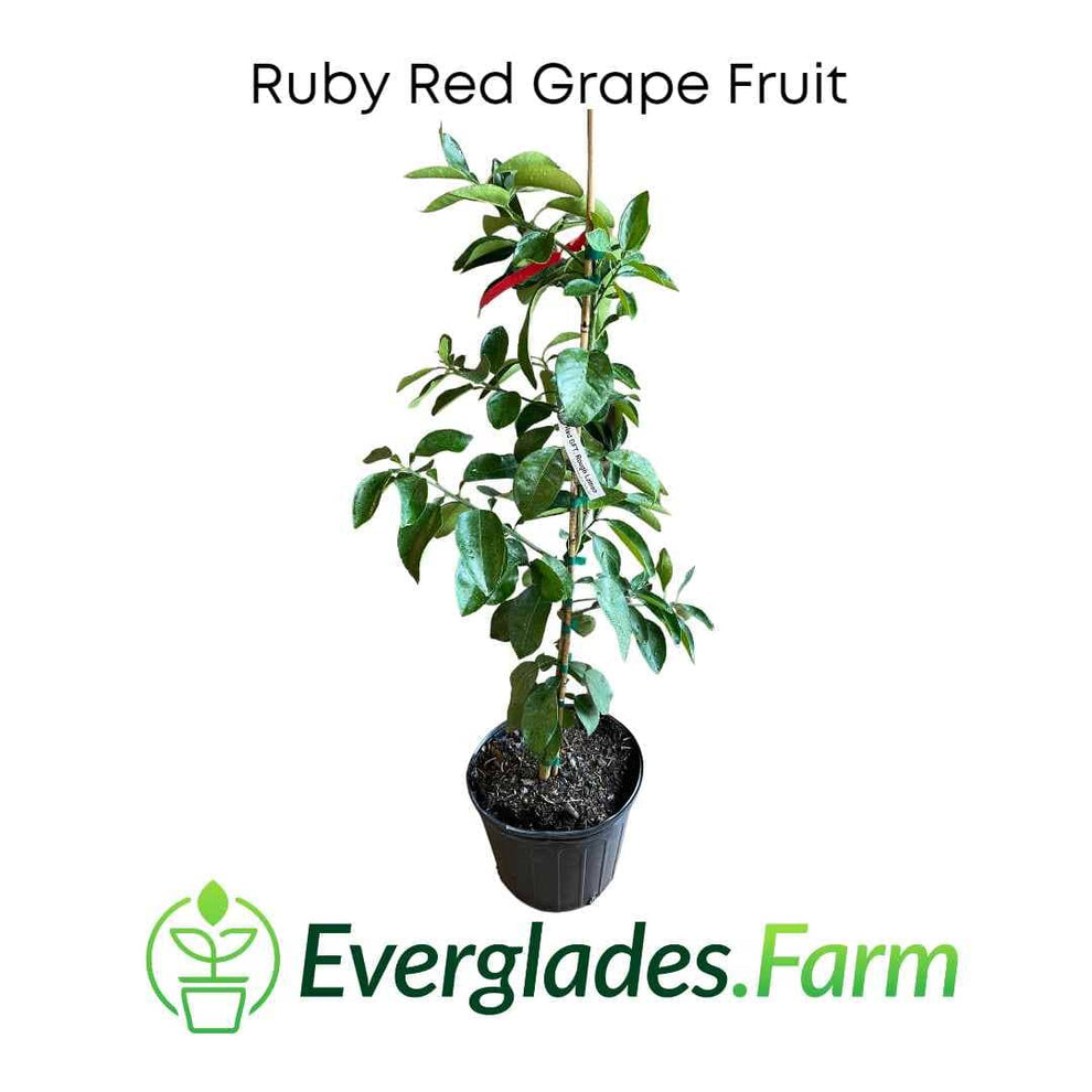 Ruby Red Grapefruit Tree Grafted – Everglades Farm