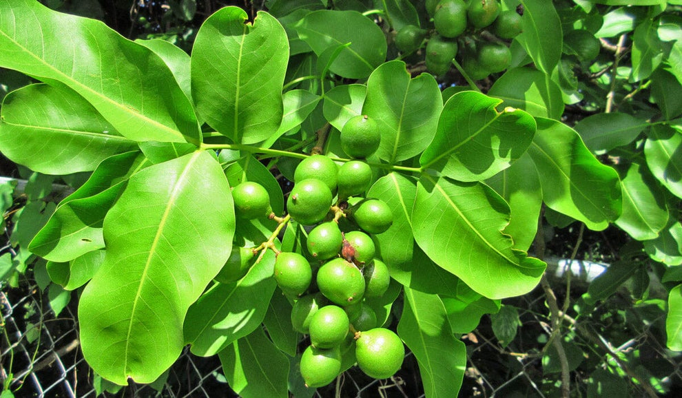 Mamoncillo Tree from Seedling, Spanish Lime – Everglades Farm