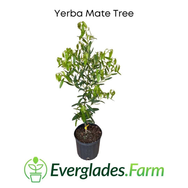 big tree yerba mate